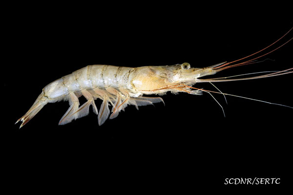 SERTC: Invertebrate Photo Gallery